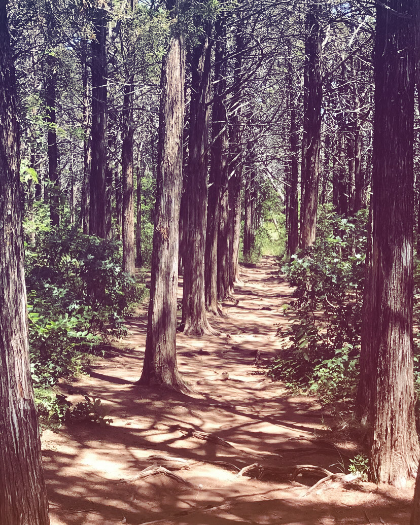 Parallel Forest – Jennifer R. M.